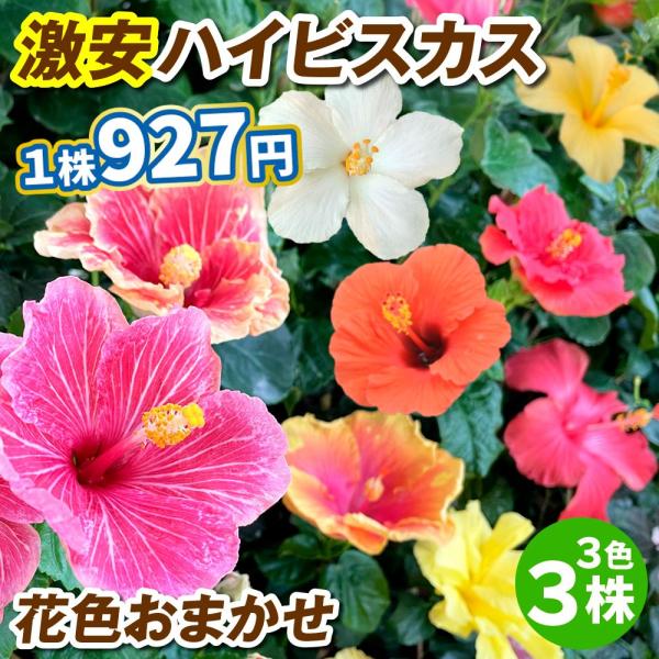 ●学名・英名：Hibiscus●商品情報：ハイビスカスは南国の代表する夏の花。一日花ですが、次々と花を咲かせます。アオイ科。花色おまかせの開花株でのお届けです。送料込み価格で、1株あたり927円!! 大量仕入れにより実現した夢の大特価です。...