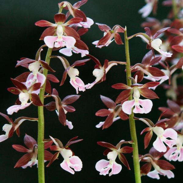 ●学名・英名：Calanthe discolor●商品情報：日本に自生する蘭の仲間。4-5月に美しい花色の花を咲かせます。湿り気のある半日陰を好みます。ラン科。※花色は変異することが多く、個体差があります。画像とは異なる花色が開花する可能性...