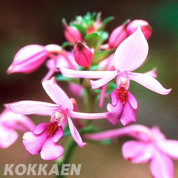 ●学名・英名：Calanthe masuca●商品情報：奄美や沖縄に自生する常緑のランの仲間で、南方系のエビネの一種。8-9月に丸みを帯びた薄紅色の花をたくさん咲かせます。ラン科。●お届け状態：10.5cmポット苗●分類：多年草●開花期(約...