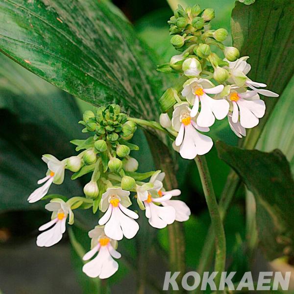 ●学名・英名：Calanthe alismifolia●商品情報：日本の九州南部から南西諸島で見られるランの仲間で、南方系の夏咲きエビネの1種。スカートのような長い唇弁が特徴的な白花です。ラン科。別名「ヒロハノカラン」。●お届け状態：10....
