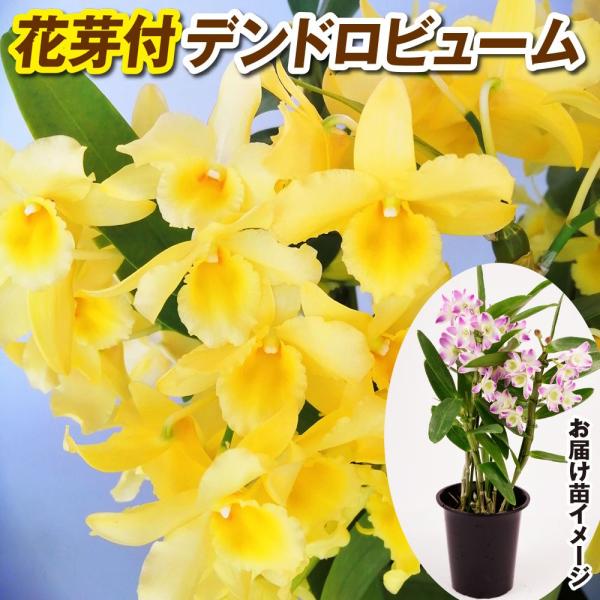 ●学名・英名：Dendrobium Yellow Song ‘Candy’●商品情報：【至高の逸品】プロが仕立てた「完成株」で届き、すぐに開花が楽しめるデンドロビューム!!デンドロビュームの中では珍しい黄花系品種。花付きが極めて良く、1節に...