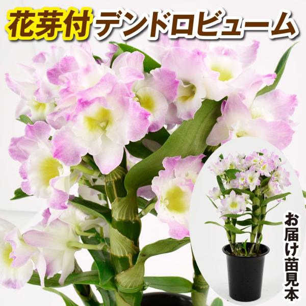 ●学名・英名：Dendrobium Fancy Angel ‘Lycee’●商品情報：【至高の逸品】プロが仕立てた「完成株」で届き、すぐに開花が楽しめるデンドロビューム!!上品な淡いピンク系の比較的新しい品種。花つきが極めて良く、花もちも良...