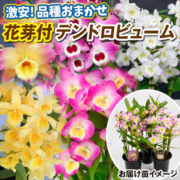 ●学名・英名：Dendrobium●商品情報：プロの目利きで厳選された市場直接仕入れ! 高品質なのに大特価価格!! しかも、プロが仕立てた「完成株」で届き、すぐに開花が楽しめ、コスパ最強です。早い者勝ちなので、是非この機会をお見逃しなく!!...