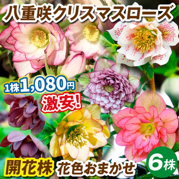 ●学名・英名：Helleborus●商品情報：冬から春先まで、趣ある花が楽しめるクリスマスローズ。その中でも豪華な八重咲種だけを集めた品種おまかせセットです。しかも、今回はすでに花芽をつけた開花株でお届けします!!送料込みで1株1,080円...
