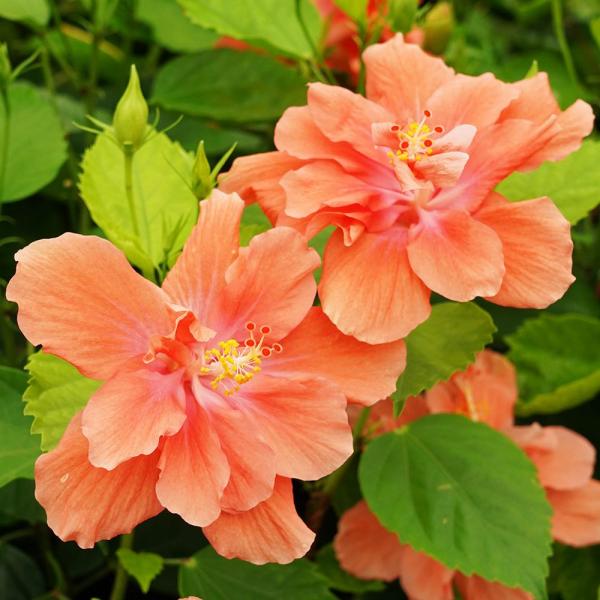 ●学名・英名：Hibiscus Apricot Princess●商品情報：ハワイ原産の原種。アプリコット色の半八重咲き品種です。一日花ですが、次々と花を咲かせます。アオイ科。●お届け状態：9cmポット苗●分類：非耐寒性常緑低木●開花期(約...