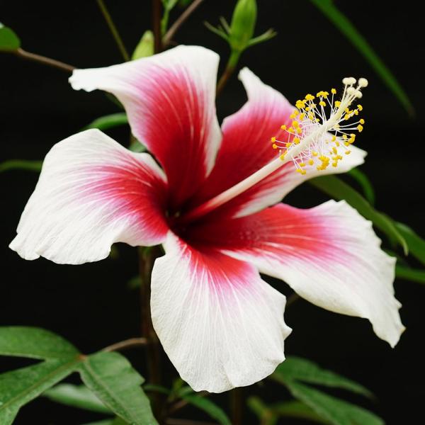 ●学名・英名：Hibiscus Fijian White●商品情報：フィジー原産。濃赤から白へのグラデーションが美しいハイビスカスの一種。枝ぶり良く育ち、葉は深く切れ込みます。一日花ですが、次々と花を咲かせます。アオイ科。●お届け状態：9c...