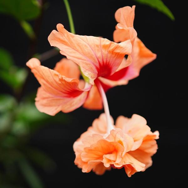 ●学名・英名：Hibiscus Flamingo●商品情報：2段に分かれて開花するユニークな二段咲きのハイビスカス。真っ赤な花色が夏っぽい! 正式名称は、エル カピトリオ。一日花ですが、次々と花を咲かせます。アオイ科。●お届け状態：9cmポ...