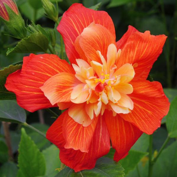 ●学名・英名：Hibiscus Madame Pele●商品情報：ハワイで改良され、大きく豪華な花が特徴のハワイアンタイプ。花径9〜11cmほどある華やかなオレンジの半八重咲き。品種名は、ハワイの火の女神「ペレ」に由来します。一日花ですが、...