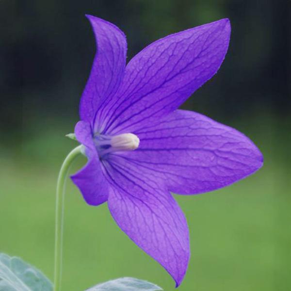 ●学名・英名：Platycodon grandiflorus●商品情報：趣ある花姿が魅力のキキョウ。夏の切花としても重宝します。育てやすく数年は植えっぱなしでも大丈夫です。キキョウ科 。●お届け状態：9cmポット苗●分類：多年草●開花期(約...