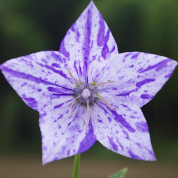 ●学名・英名：Platycodon grandiflorus●商品情報：趣ある花姿が魅力のキキョウ。夏の切花としても重宝します。育てやすく数年は植えっぱなしでも大丈夫です。キキョウ科 。●お届け状態：9cmポット苗●分類：多年草●開花期(約...