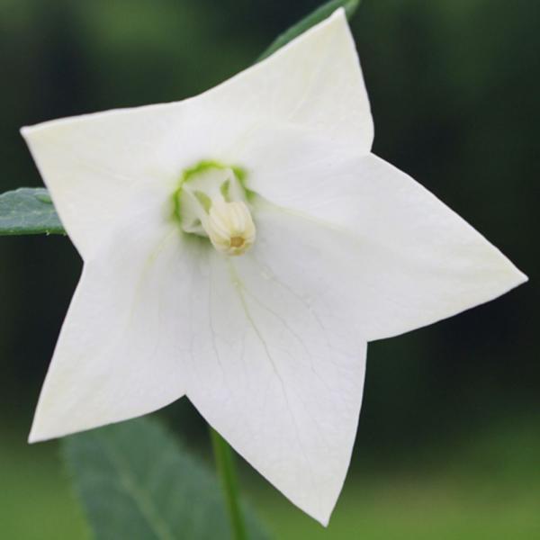 ●学名・英名：Platycodon grandiflorus●商品情報：趣ある花姿が魅力のキキョウ。夏の切花としても重宝します。育てやすく数年は植えっぱなしでも大丈夫です。キキョウ科 。●お届け状態：9cmポット苗●分類：多年草●開花期(約...