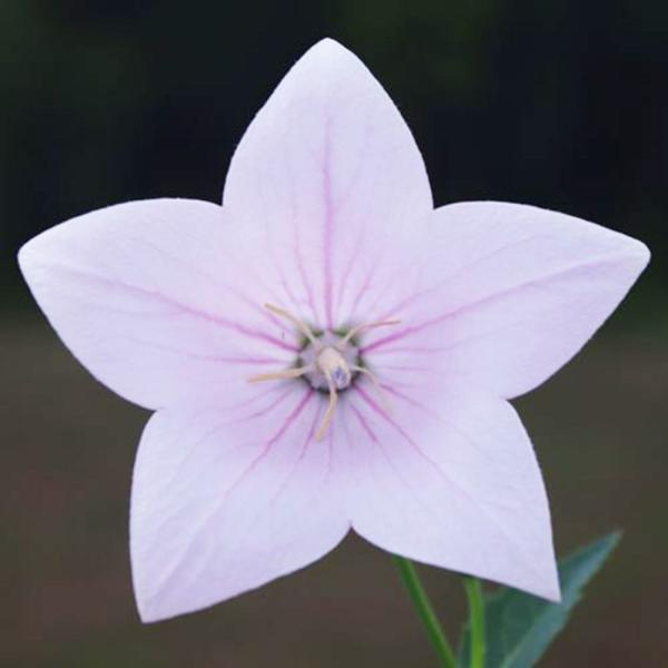 ●学名・英名：Platycodon grandiflorus●商品情報：趣ある花姿が魅力のキキョウ。夏の切花としても重宝します。育てやすく数年は植えっぱなしでも大丈夫です。キキョウ科 。●お届け状態：9cmポット苗●分類：多年草●開花期(約...