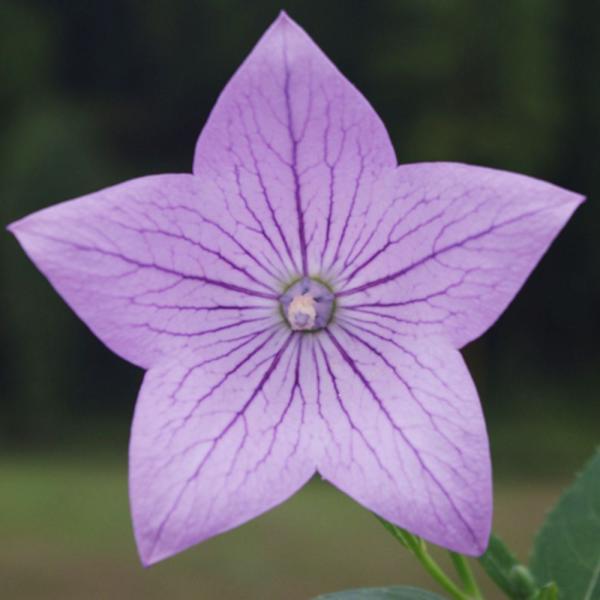 ●学名・英名：Platycodon grandiflorus●商品情報：趣ある花姿が魅力のキキョウ。夏の切花としても重宝します。育てやすく数年は植えっぱなしでも大丈夫です。キキョウ科 。●お届け状態：9cmポット苗●分類：多年草●開花期(約...
