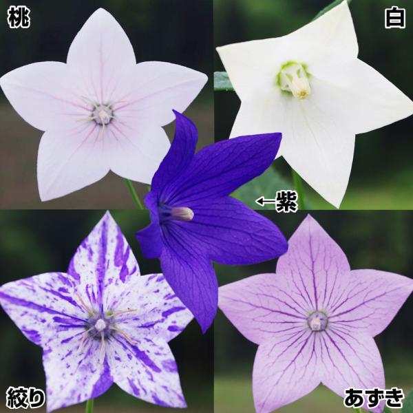 セット内容：一重咲 紫・白・桃・絞り・あずき 各1株●学名・英名：Platycodon grandiflorus●商品情報：趣ある花姿が魅力のキキョウ。夏の切花としても重宝します。育てやすく数年は植えっぱなしでも大丈夫です。キキョウ科 。●...