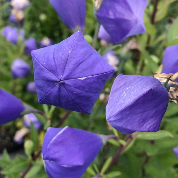 ●学名・英名：Platycodon grandiflorus●商品情報：まるで紙風船のようなぷっくりとした花形が特徴的な袋咲きキキョウ。育てやすく数年は植えっぱなしでも大丈夫です。キキョウ科 。●お届け状態：9cmポット苗●分類：多年草●開...