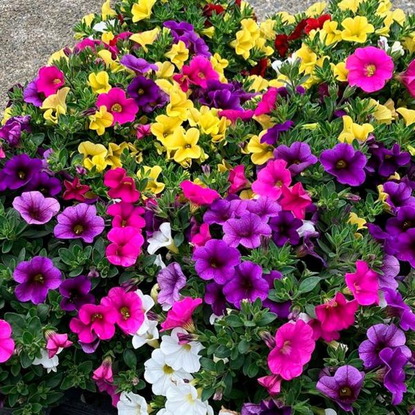 ●学名・英名：Calibrachoa hybrid●商品情報：春から秋にかけて、花壇や鉢花として人気の高いカリブラコア。何色かの苗を1鉢に植えたカラフルな鉢花をお届けします。大きめの鉢にそのまま植え替えて、玄関先やお庭に飾って楽しむことがで...