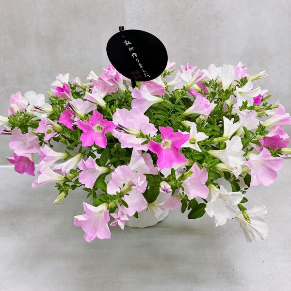 ●学名・英名： Petunia●商品情報：雨・病害虫・塩害にも強く、真夏も休まず秋まで次々と花が咲き、関東以南なら露地で越冬可能な「最強ペチュニア」!!ベテランの園芸愛好家も絶賛の嵐のさくらさくらシリーズを、3色を1鉢に植えた状態でお届けし...