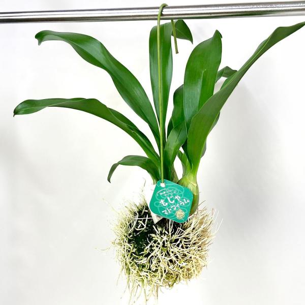 ●学名・英名：Grammatophyllum‘Kingdom’●商品情報：鮮やかな葉とむき出しの根が特徴的で、空中に吊り下げて「根を楽しむ」新感覚のグラマトフィラム。観葉植物のように楽しめます。適切な栽培条件下では初夏に茶褐色の花を楽しむこ...