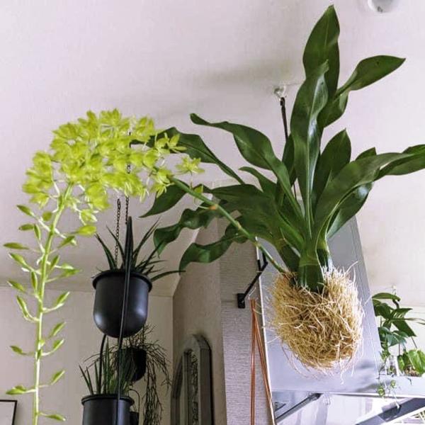 ●学名・英名：Grammatophyllum scriptum ‘Hihimanu’●商品情報：鮮やかな葉とむき出しの根が特徴的で、空中に吊り下げて「根を楽しむ」新感覚のグラマトフィラム。観葉植物のように楽しめます。適切な栽培条件下では初夏...