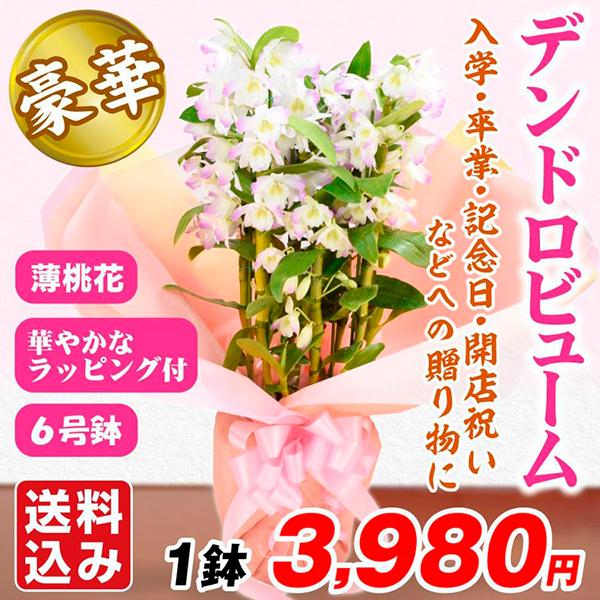 ●学名・英名：Dendrobium●商品情報：冬〜春を代表する高級洋ランが驚きの激安価格でご提供!!6号鉢の豪華な花姿で、しかも華やかなラッピング付きなので、誕生日や退職祝い、新築・開店祝い、還暦祝いなどご両親へのプレゼントに喜ばれること間...