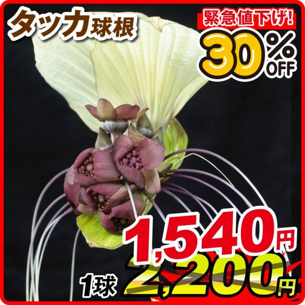 ●学名・英名：Tacca Integrifolia●商品情報：　別名「ホワイトバットフラワー」。タッカは奇妙な花を咲かせるのが特徴的。大きな猫の耳のような部分は花弁ではなく苞葉と呼ばれる部分。タシロイモ科。原産地は東南アジア。●お届け状態：...