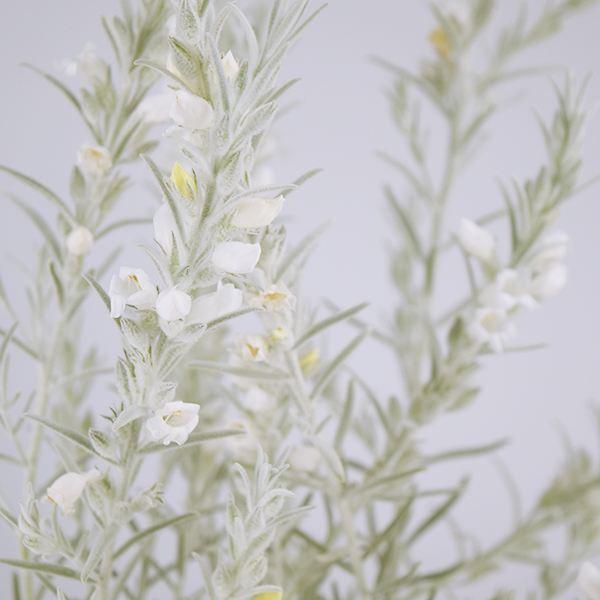 ●学名・英名：Eremophila Whipped Cream●商品情報：エレモフィラは、美しいシルバーリーフが人気のオーストラリア原産の常緑低木。寄せ植えの材料に最適です。ホイップクリームは珍しい白花で、シルバーリーフとの相性も抜群です!...