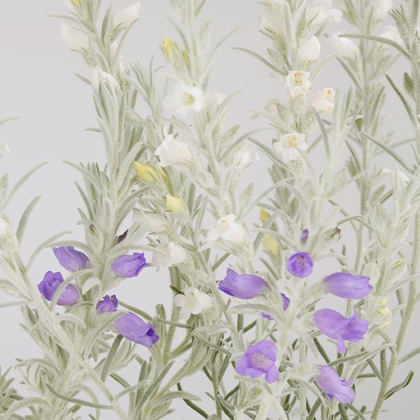 セット内容：ホイップクリーム、スノークリスタル 各2株●学名・英名：Eremophila●商品情報：エレモフィラは、美しいシルバーリーフが人気のオーストラリア原産の常緑低木。寄せ植えの材料に最適です。スノークリスタルは従来種「ニベア」より美...