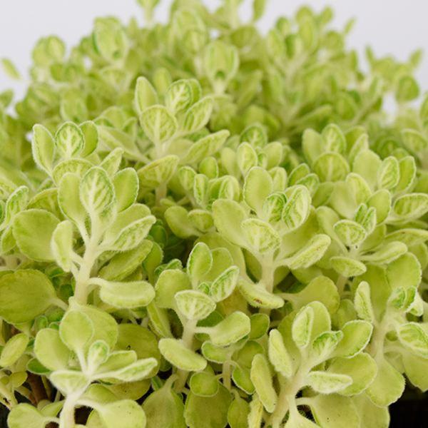 ●学名・英名：Plectranthus amboinicus●商品情報：アロマティカスは香りのよい多肉質のハーブ。お茶や料理に大人気! またゴキブリはハーブが嫌いという習性はよく知られ、天然の忌避剤として最近大注目の植物です。ライムグリーン...