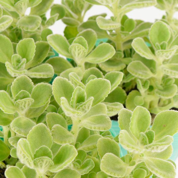 ●学名・英名：Plectranthus amboinicus●商品情報：アロマティカスは香りのよい多肉質のハーブ。お茶や料理に大人気! またゴキブリはハーブが嫌いという習性はよく知られ、天然の忌避剤として最近大注目の植物です。●お届け状態：...