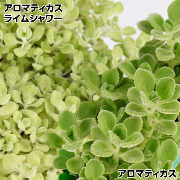 セット内容：アロマティカス、ライムシャワー 各2株●学名・英名：Plectranthus amboinicus●商品情報：アロマティカスは香りのよい多肉質のハーブ。お茶や料理に大人気! またゴキブリはハーブが嫌いという習性はよく知られ、天然...