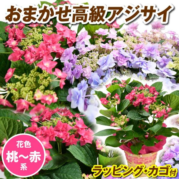 ●学名・英名：Hydrangea macrophylla●商品情報：華やかで豪華な贈答用にも喜ばれるアジサイの鉢花を、ラッピング・カゴ付でお届け！ 桃から赤系のキュートな花色から選んでお届けします。誕生日などのプレゼントに喜ばれること間違い...