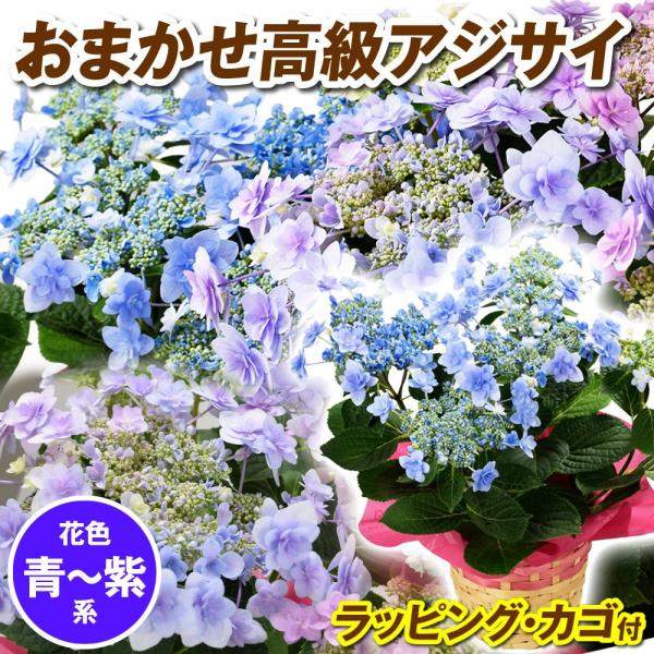 ●学名・英名：Hydrangea macrophylla●商品情報：華やかで豪華な贈答用にも喜ばれるアジサイの鉢花を、ラッピング・カゴ付でお届け！ 青から紫系の爽やかな花色から選んでお届けします。誕生日などのプレゼントに喜ばれること間違いな...