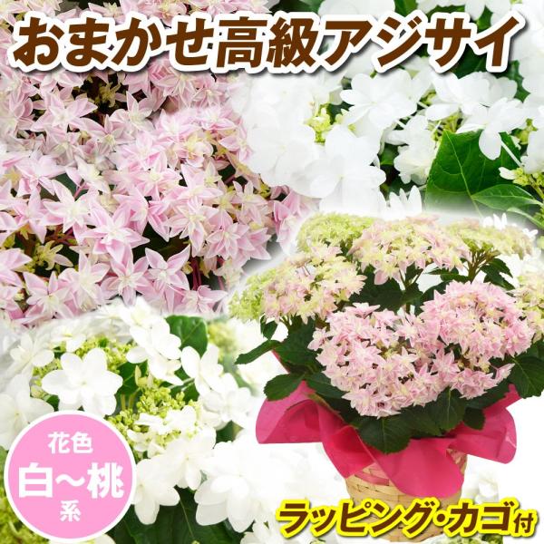 ●学名・英名：Hydrangea macrophylla●商品情報：華やかで豪華な贈答用にも喜ばれるアジサイの鉢花を、ラッピング・カゴ付でお届け！ 白から桃系の優しい花色から選んでお届けします。誕生日などのプレゼントに喜ばれること間違いなし...
