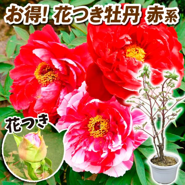 ●学名・英名：Paeonia suffruticosa●商品情報：超お買い得! 牡丹の開花予定株がこの価格! 毎年入荷待ち続出の牡丹の鉢植えから1〜2本立ちのさらにお得な企画が登場!! 販売期間が短いのでお見逃しなく。華やかな赤系の花の中か...