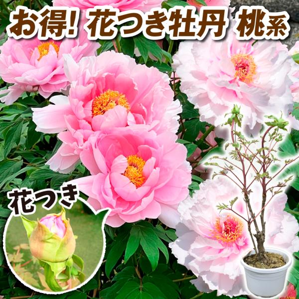 ●学名・英名：Paeonia suffruticosa●商品情報：超お買い得! 牡丹の開花予定株がこの価格! 毎年入荷待ち続出の牡丹の鉢植えから1〜2本立ちのさらにお得な企画が登場!! 販売期間が短いのでお見逃しなく。愛らしい桃系の花の中か...