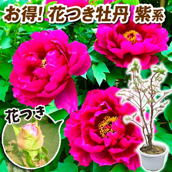 ●学名・英名：Paeonia suffruticosa●商品情報：超お買い得! 牡丹の開花予定株がこの価格! 毎年入荷待ち続出の牡丹の鉢植えから1〜2本立ちのさらにお得な企画が登場!! 販売期間が短いのでお見逃しなく。艶やかな紫系の花の中か...