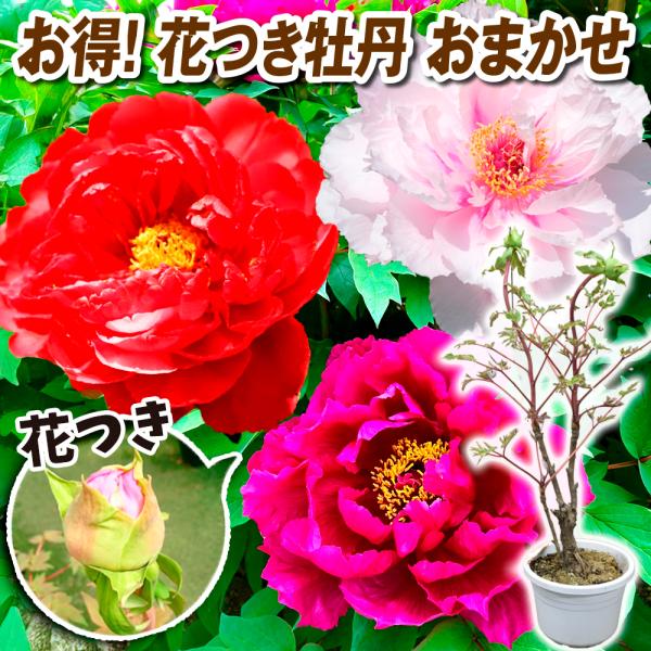 ●学名・英名：Paeonia suffruticosa●商品情報：超お買い得! 牡丹の開花予定株がこの価格! 毎年入荷待ち続出の牡丹の鉢植えから1〜2本立ちのさらにお得な企画が登場!! 販売期間が短いのでお見逃しなく。●お届け状態：5号プラ...