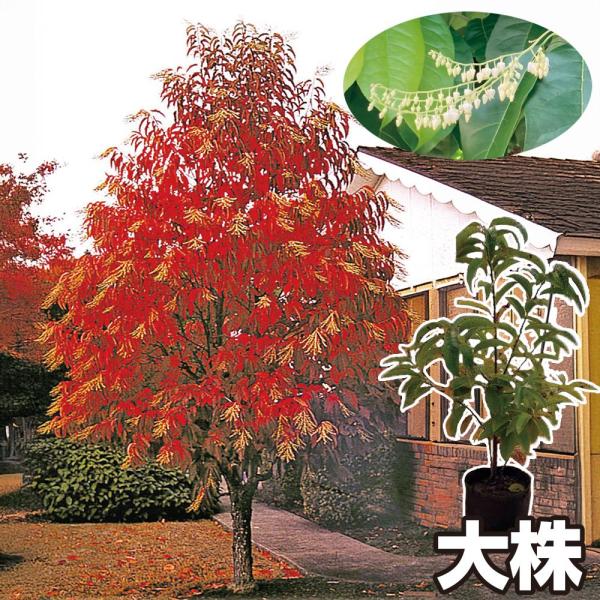 ●学名・英名：Oxydendrum arboreum●商品情報：世界三大紅葉樹のひとつ。夏はスズランに似た白花を、秋は紫紅色に染まる葉が楽しめます。ツツジ科で楕円形の単葉です。7号地中ポットの大株でお届け。●お届け状態：7号地中ポット(高さ...