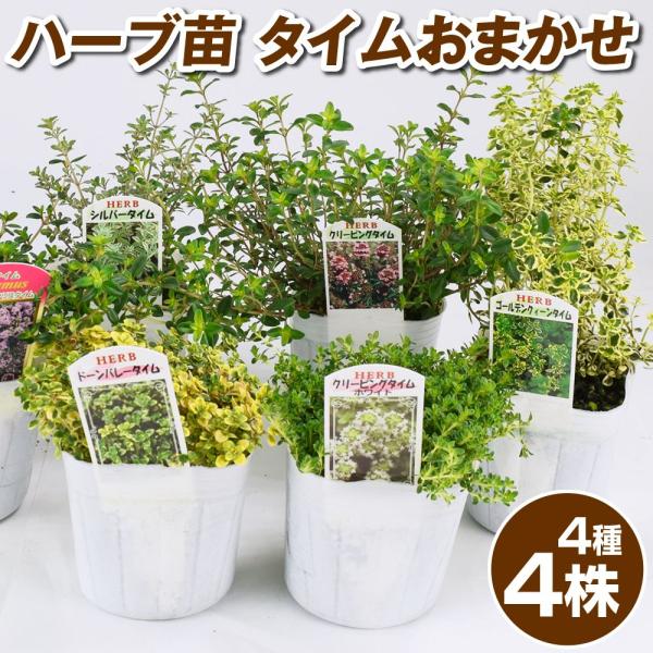 ●商品情報：タイムは清々しい香りが特徴的で、肉料理や魚料理の香りづけやハーブティーなどに利用できます。冬場は地上部がなくなりますが、春になると緑が広がり、グランドカバーとしても人気です。数あるミントの中から厳選した4種類をお届け。●お届け状...