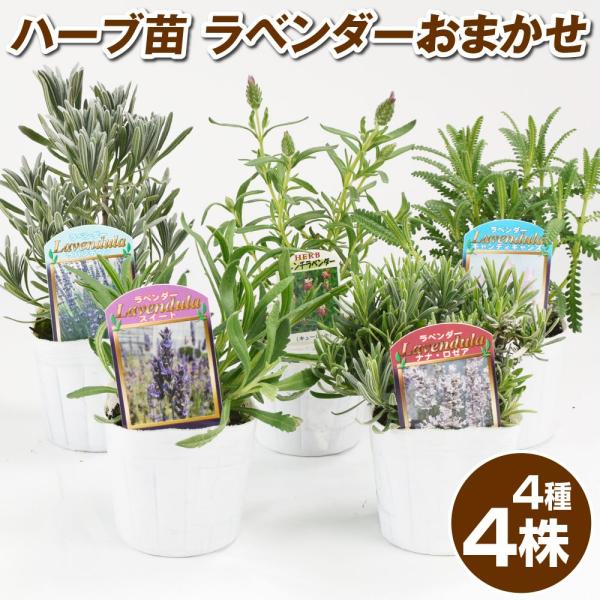 ●商品情報：香りの女王ラベンダー。ポプリやハーブティーなどでも楽しめます。様々なラベンダーの中から厳選した4種類をお届け。●お届け状態：9cmポット苗●種類：多年草●日照：日なた●耐寒性：強●栽培適地：庭・鉢●注意事項：※苗は個体差があり、...