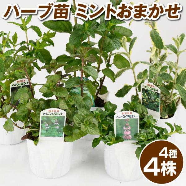 ●商品情報：乾燥や寒さに強く栽培容易なハーブ。清涼感のある香りが特徴で、ハーブティや料理の添え物にも。数あるミントの中から厳選した4種類をお届け。●お届け状態：9cmポット苗●種類：多年草●日照：日なた●耐寒性：強●栽培適地：庭・鉢●注意事...