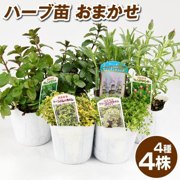 ●商品情報：タイム・ラベンダー・ミントのハーブ苗から、厳選した4種類をお届け。※品種は異なりますが、同じ種類の植物が届く場合がございます。●お届け状態：9cmポット苗●種類：多年草●日照：日なた●耐寒性：強●栽培適地：庭・鉢●注意事項：※苗...