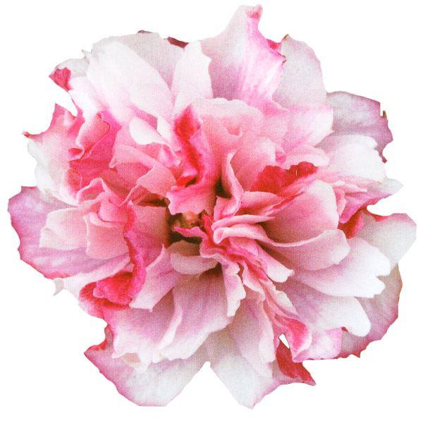 ●学名・英名：Hibiscus syriacus L.●商品情報：「ペパーミント」はアメリカで育成された八重咲き品種です。薄桃色地に淡い赤ピンク色が現れる、キュートな花。ムクゲは耐暑性・耐寒性・耐乾性が強く、やや荒れ地でも育つことから、街路...