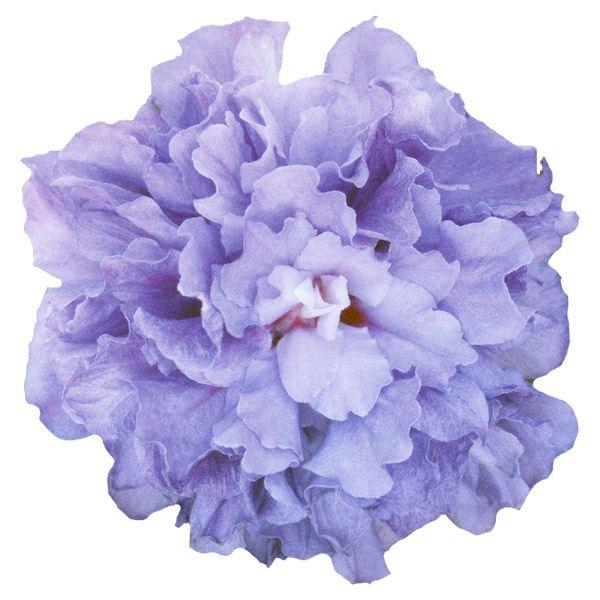 ●学名・英名：Hibiscus syriacus L.●商品情報：「ブルーベリー」はアメリカで育成された八重咲き品種です。開花時期により青〜青紫の色合いが楽しめます。ムクゲは耐暑性・耐寒性・耐乾性が強く、やや荒れ地でも育つことから、街路樹等...