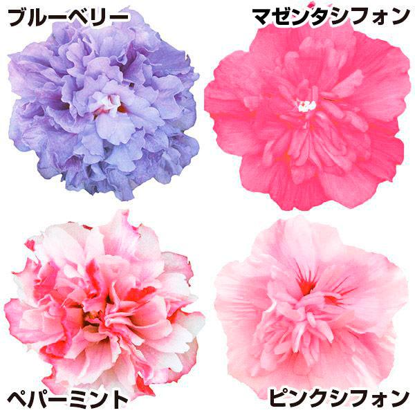 セット内容ローズオブシャロン ペパーミント、ピンクシフォン、ブルーベリー、マゼンタシフォン 各1株●学名・英名：Hibiscus syriacus L.●商品情報：ムクゲは耐暑性・耐寒性・耐乾性が強く、やや荒れ地でも育つことから、街路樹等に...