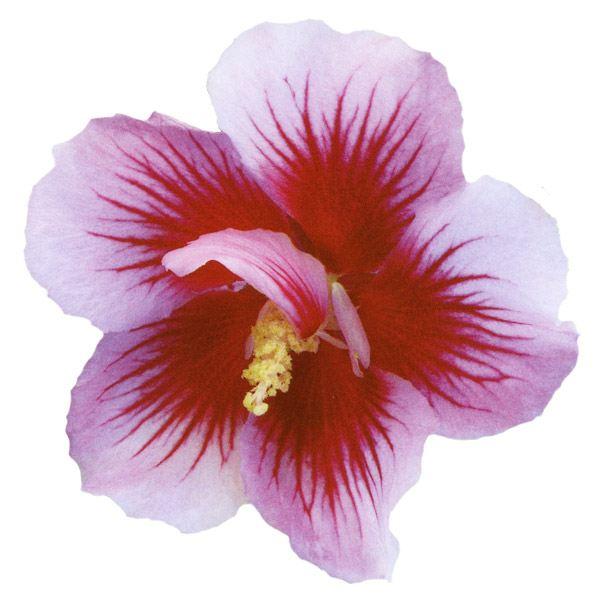 ●学名・英名：Hibiscus syriacus L.●商品情報：「パープルピュラー」は枝が真上に向かって伸び、ほうき状の樹形が特徴のムクゲ。鉢植えや狭い場所におすすめです。花はピンクで中心の赤いブロッチが特徴で、まるでハイビスカスのよう。...