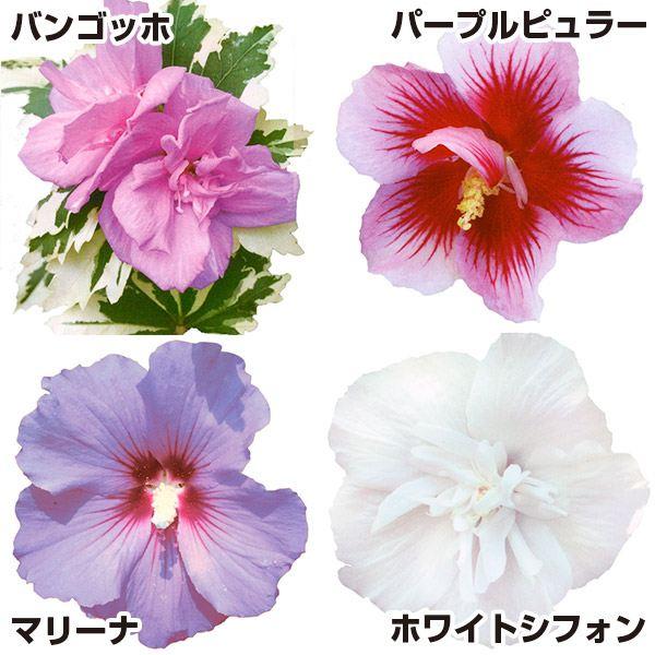 セット内容ローズオブシャロン バンゴッホ、パープルピュラー、ホワイトシフォン、マリーナ 各1株●学名・英名：Hibiscus syriacus L.●商品情報：ムクゲは耐暑性・耐寒性・耐乾性が強く、やや荒れ地でも育つことから、街路樹等にも利...