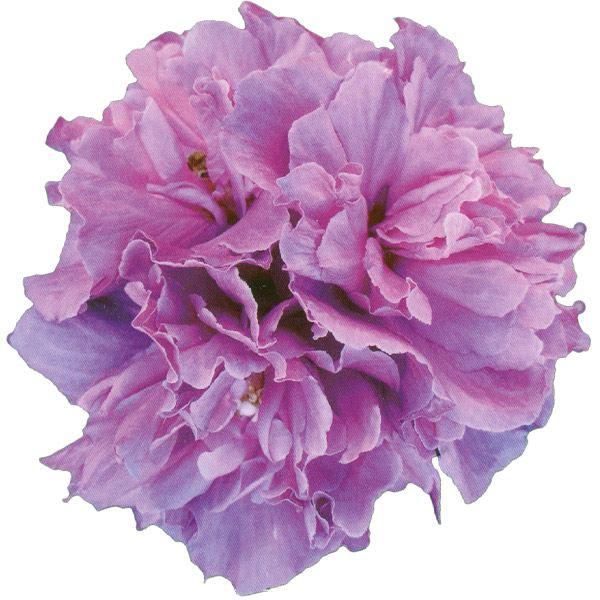 ●学名・英名：Hibiscus syriacus L. 'French Cabaret' ●商品情報：「フレンチキャバレー」シリーズはフランス生まれの最新八重咲き品種。ふわふわの花弁がパリのキャバレーダンサーのペチコートに似ていることが名の...