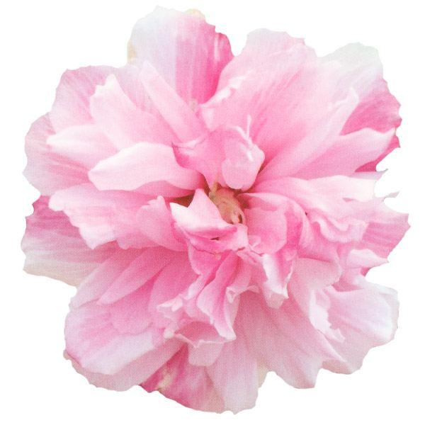 ●学名・英名：Hibiscus syriacus L. 'French Cabaret' ●商品情報：「フレンチキャバレー」シリーズはフランス生まれの最新八重咲き品種。ふわふわの花弁がパリのキャバレーダンサーのペチコートに似ていることが名の...