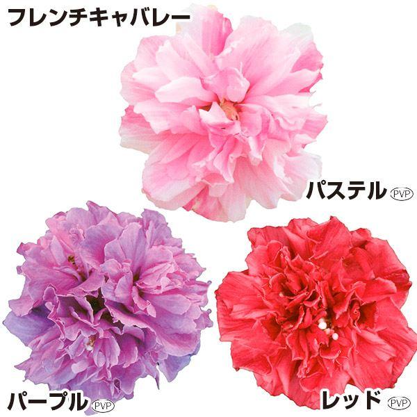 セット内容フレンチキャバレー レッド、パープル、パステル 各1株●学名・英名：Hibiscus syriacus L. 'French Cabaret' ●商品情報：「フレンチキャバレー」シリーズはフランス生まれの最新八重咲き品種。ふわふわ...